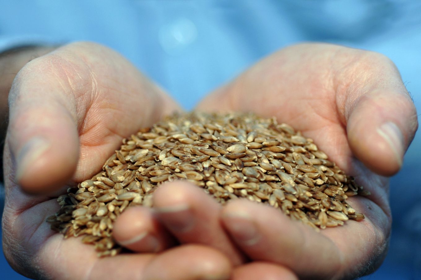 BarleyMax™ foods and improved bowel health – CSIROpedia